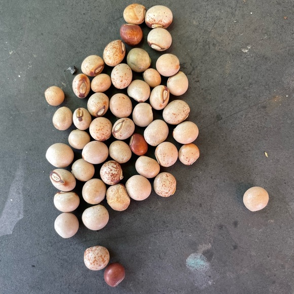 Ripkitty | Other | Ripkitty Pigeon Pea Grow Your Own Cajanus Cajan ...